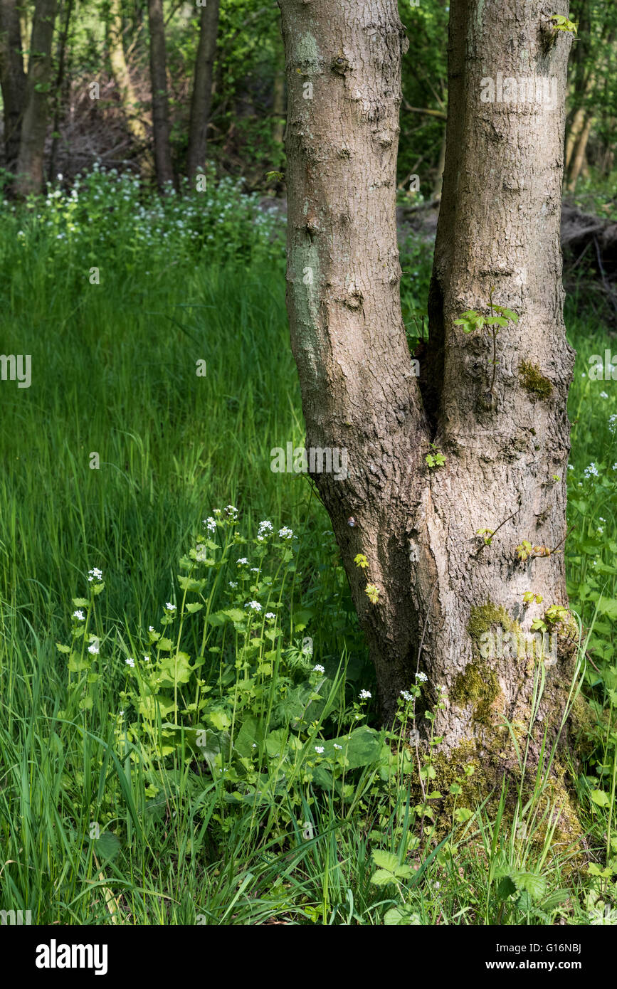 A patch of Garlic Mustard with a tree trunk Stock Photo - Alamy