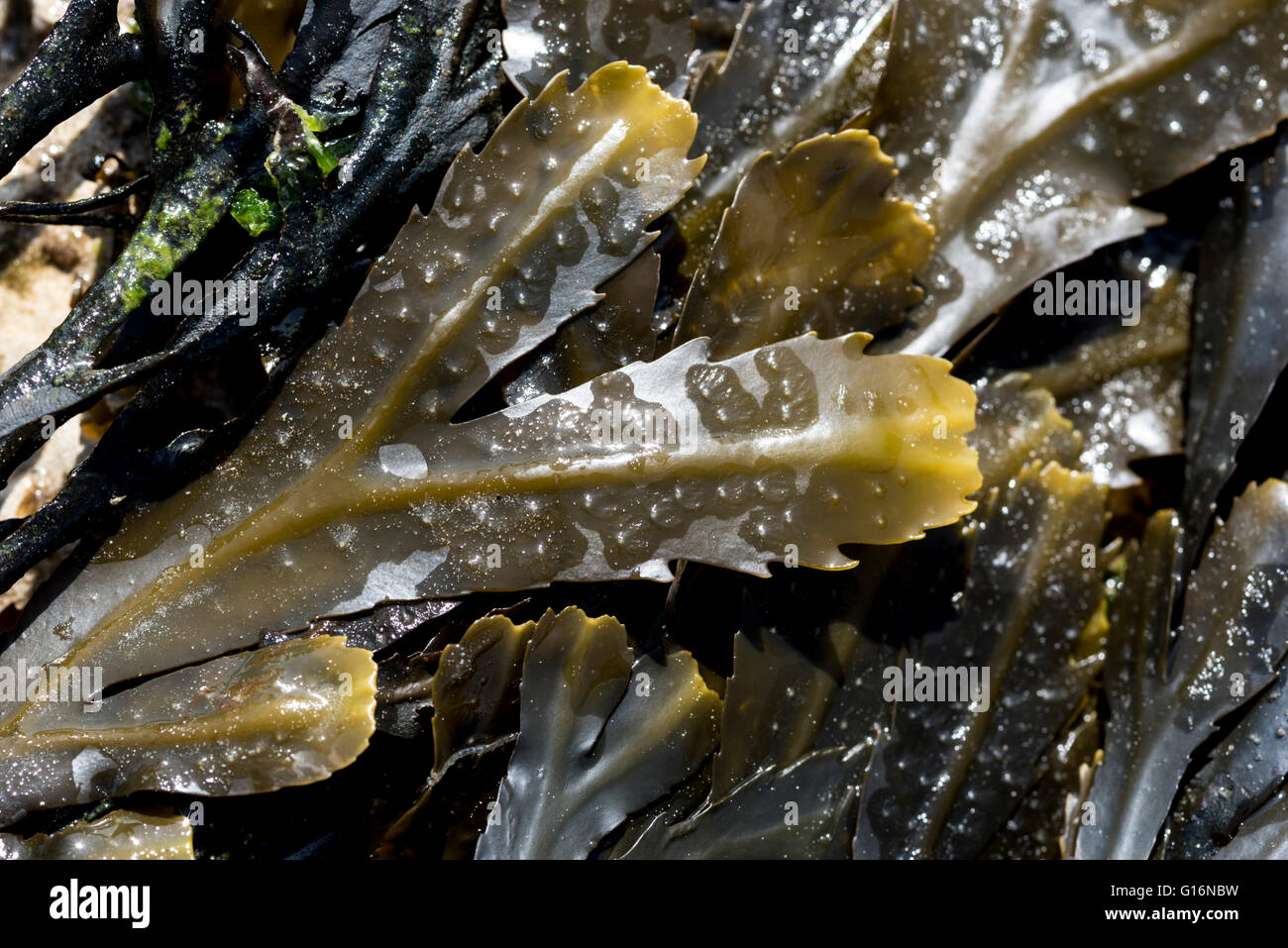 Toothed wrack hi-res stock photography and images - Alamy