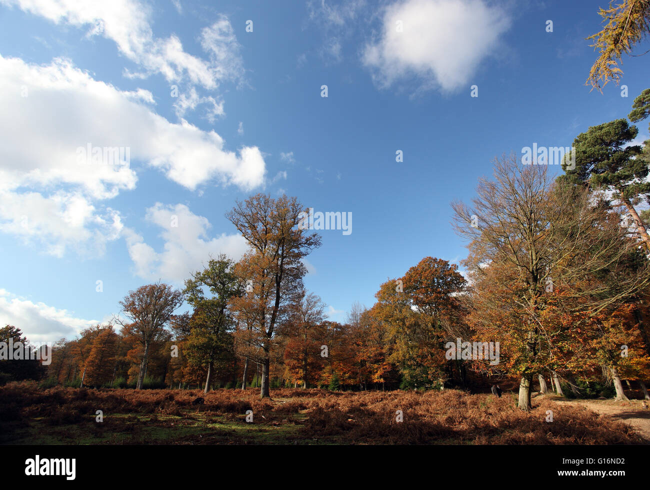 Unenclosed forest hi-res stock photography and images - Alamy