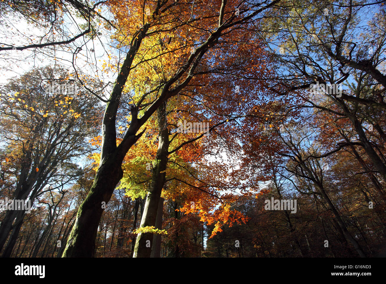 Unenclosed forest hi-res stock photography and images - Alamy
