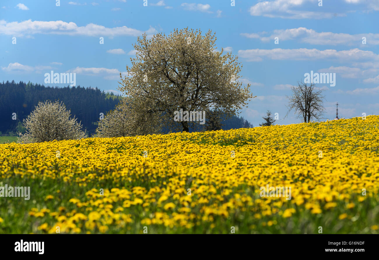 Field of spring flowers dandelions, Dandelion meadow. Yellow dandelion ...