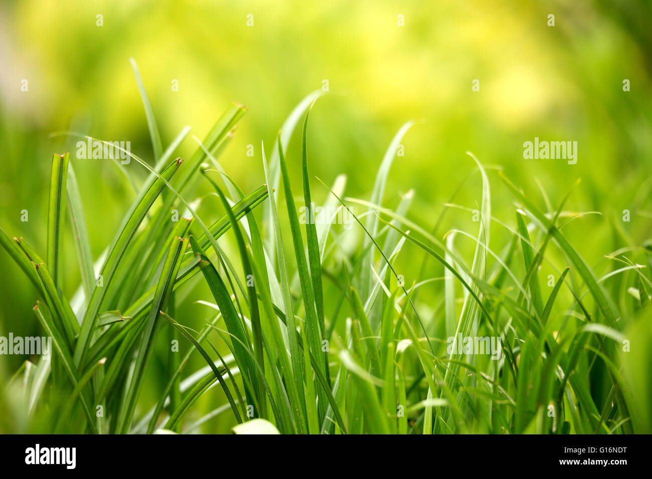 two color green plant grass leaf in spring garden for natural ...