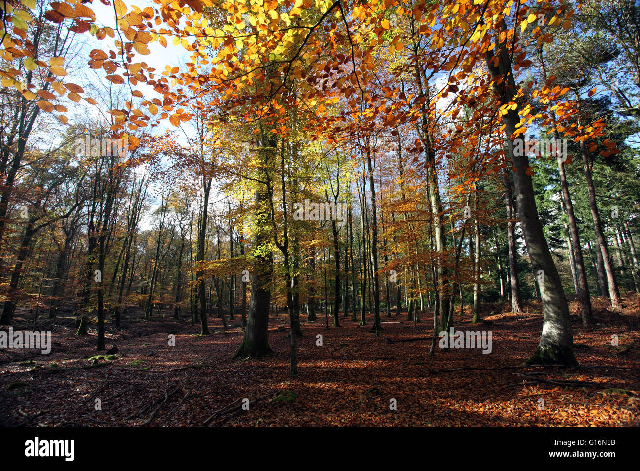 Unenclosed forest hi-res stock photography and images - Alamy