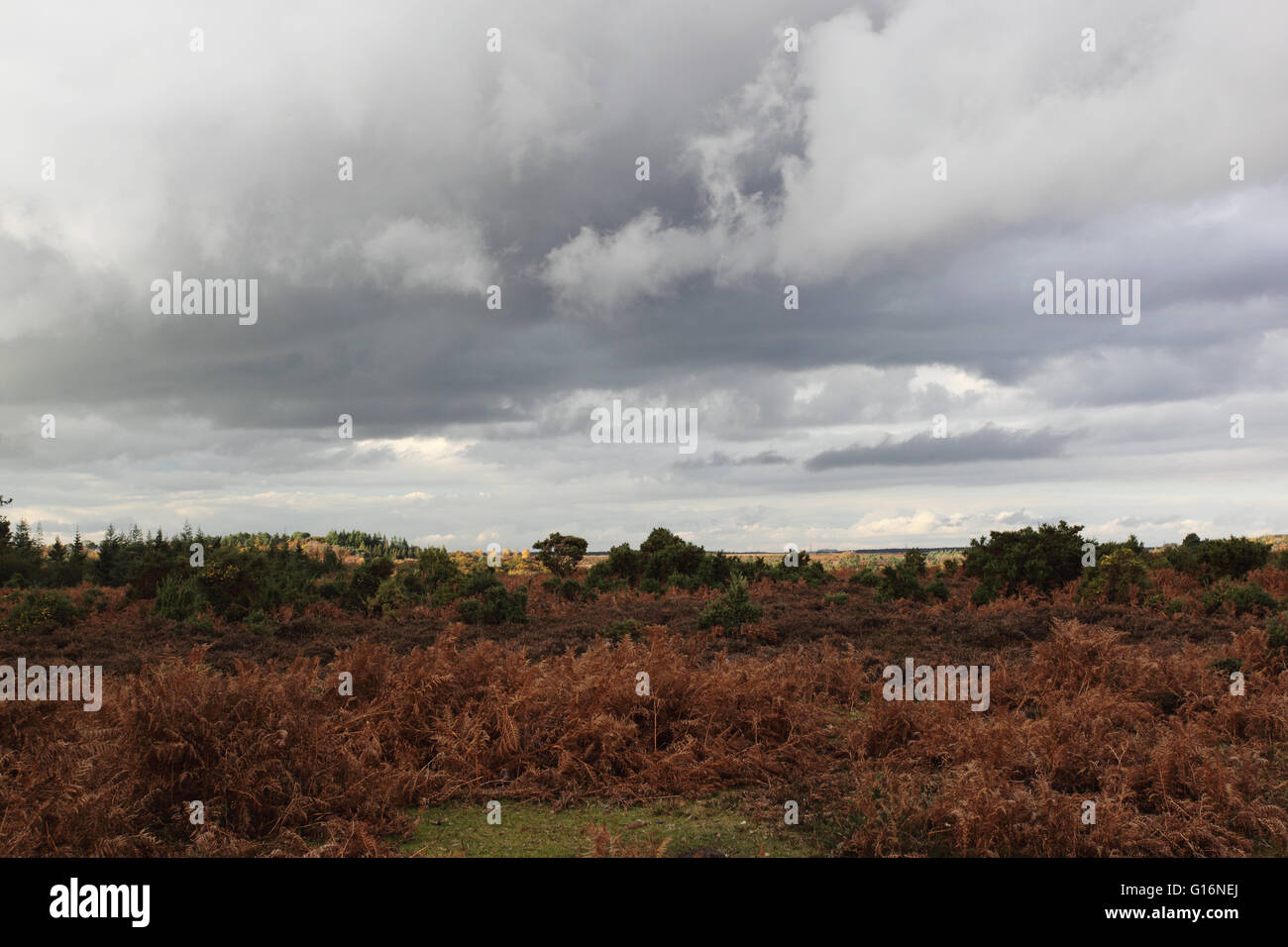 Unenclosed forest hi-res stock photography and images - Alamy