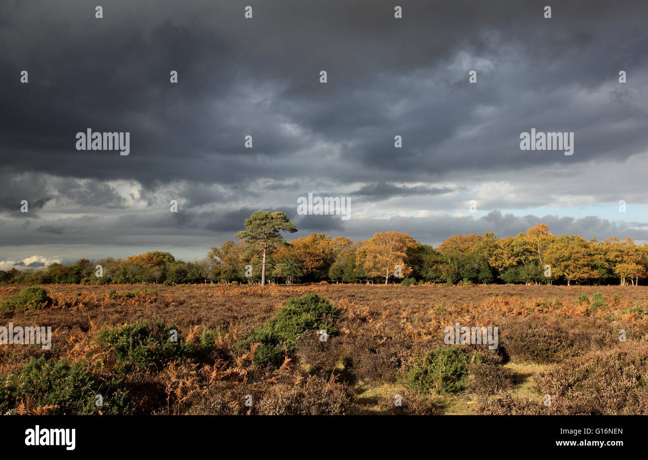 Unenclosed forest hi-res stock photography and images - Alamy