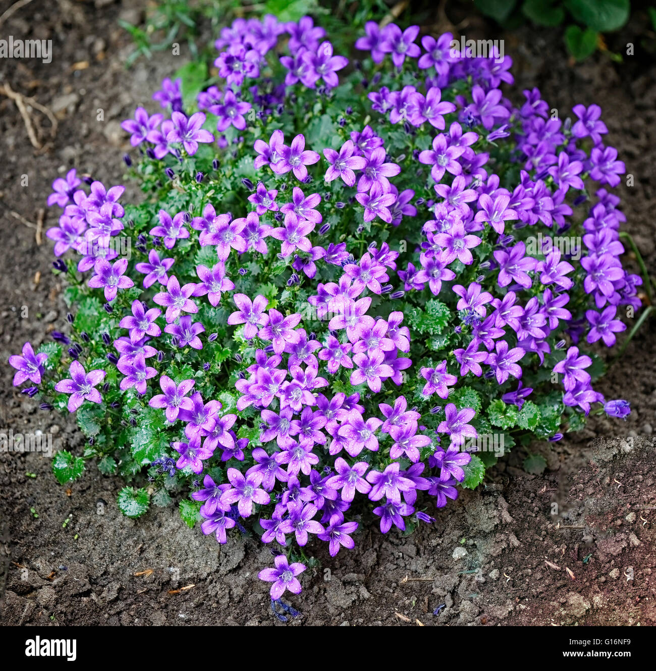Blue flax hi-res stock photography and images - Alamy