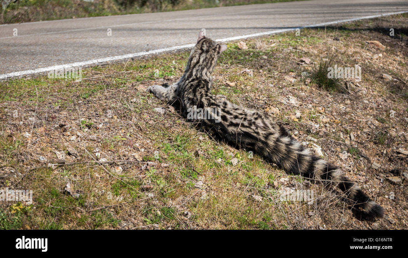 Genet cat hi-res stock photography and images - Alamy