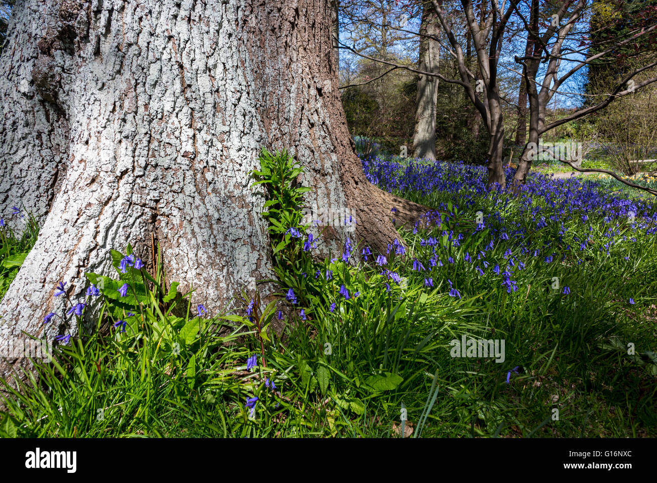 Close-up of oak tree trunk and spring bluebells, Kent, England, United ...