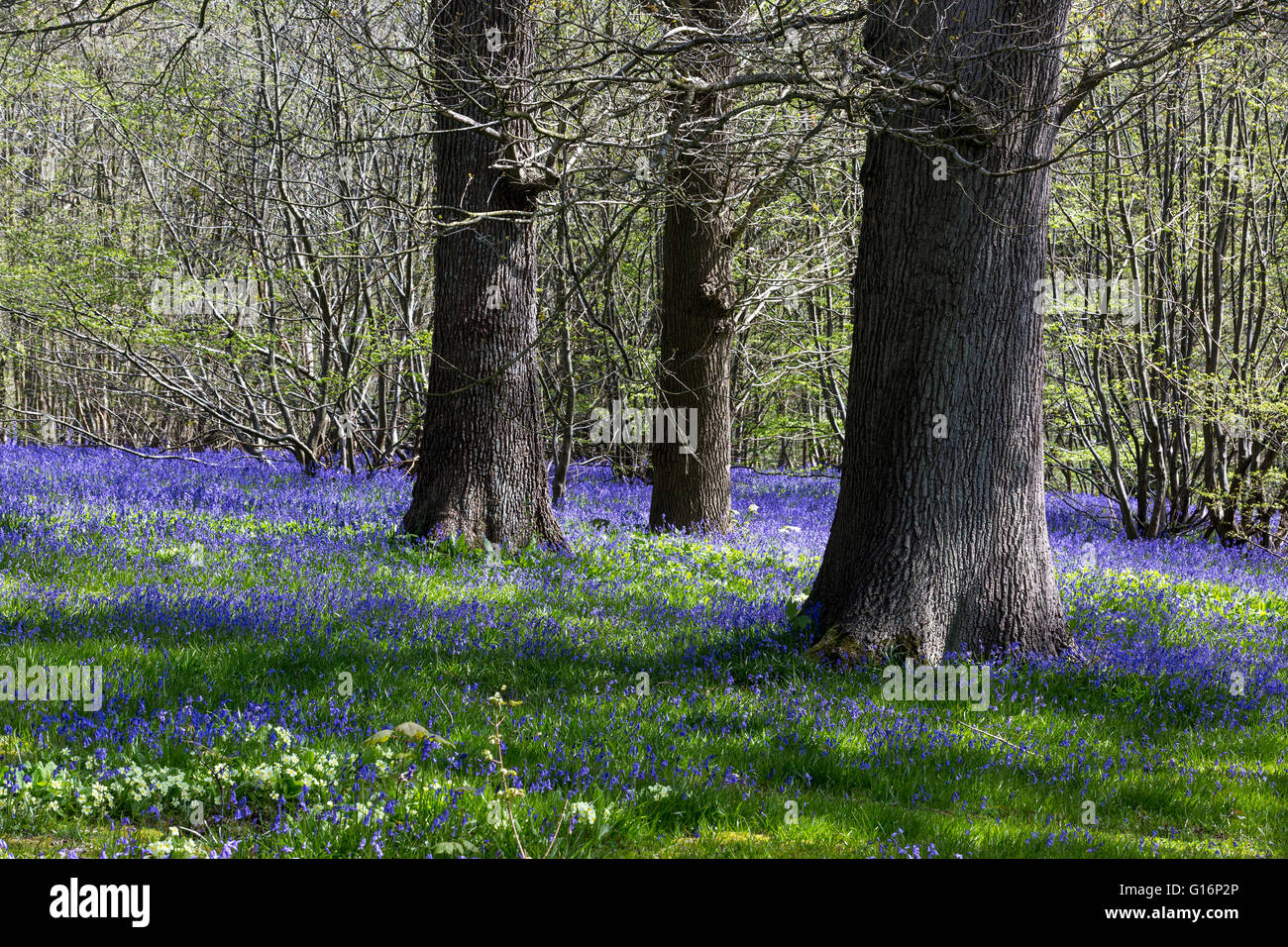 Kent Forest High Resolution Stock Photography and Images - Alamy