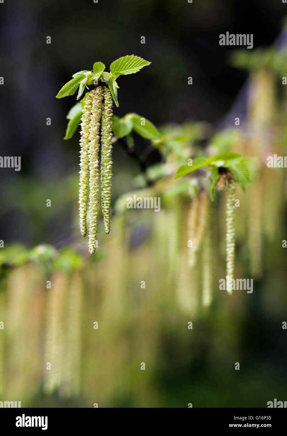 Branch of hazel catkins in the afternoon sun, highly allergenic pollen ...