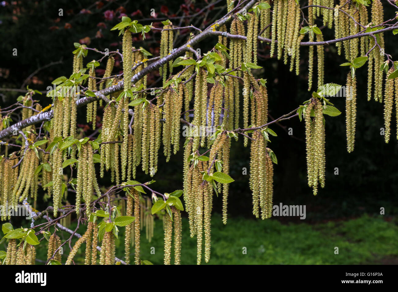Branch of hazel catkins in the afternoon sun, highly allergenic pollen ...