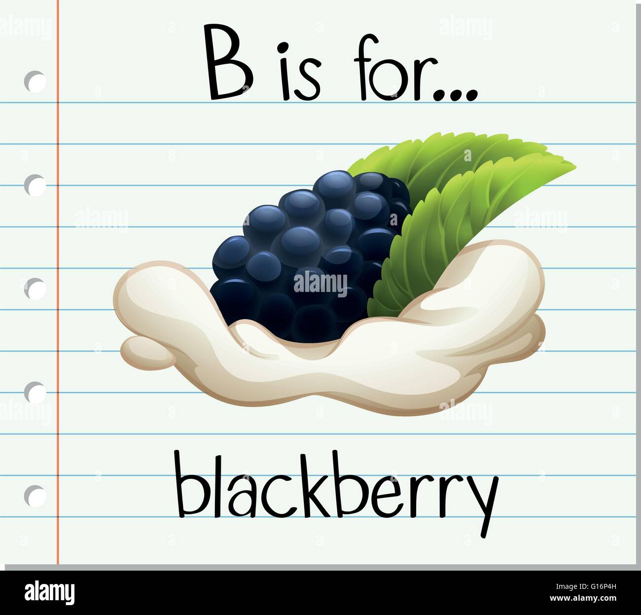 Flashcard letter B is for blackberry illustration Stock Vector Image ...