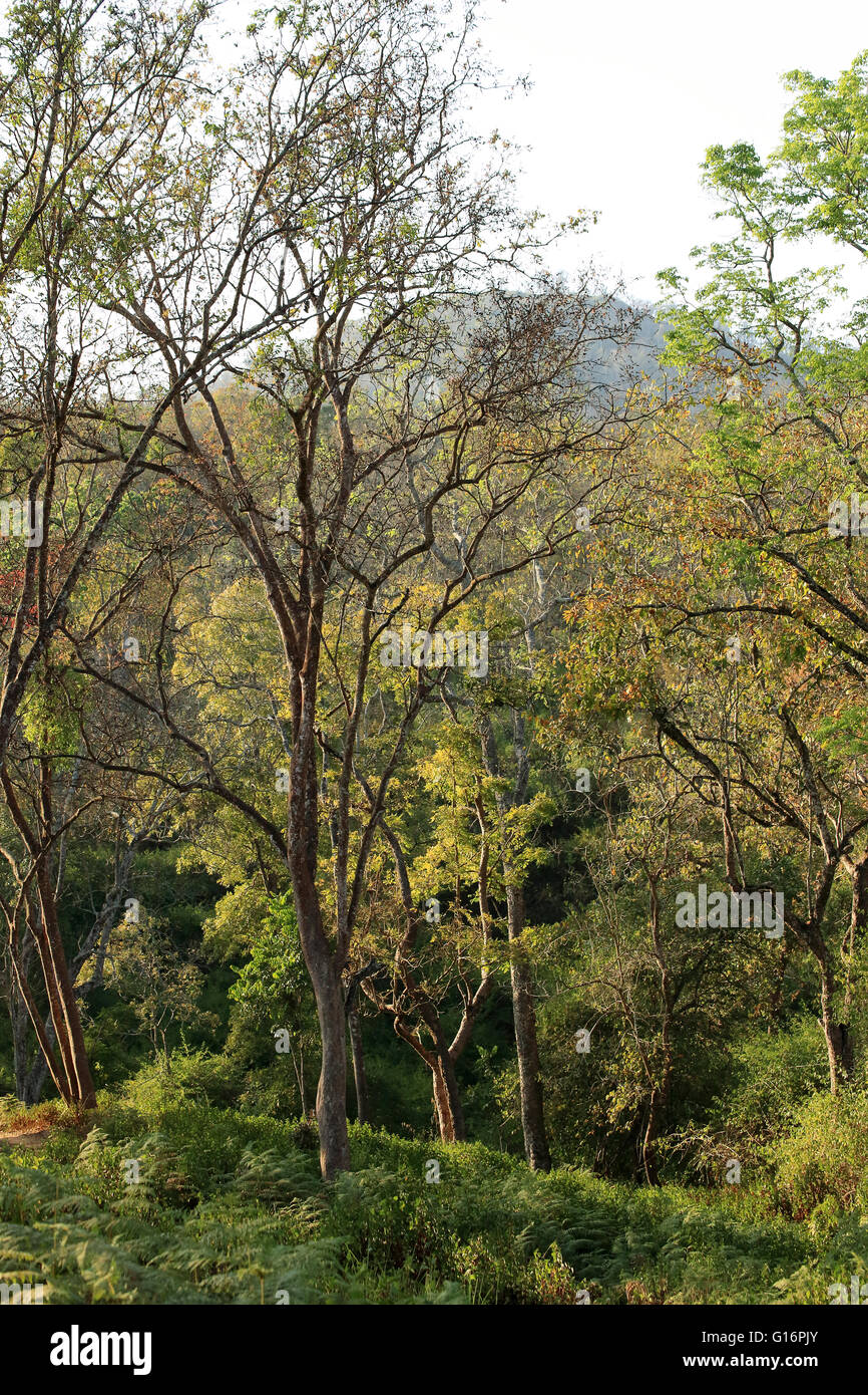 K Gudi Wilderness Camp, B R Hills, Karnataka, India Stock Photo - Alamy