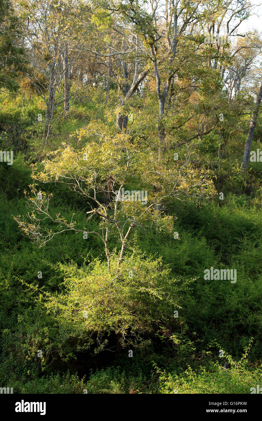 K Gudi Wilderness Camp, B R Hills, Karnataka, India Stock Photo - Alamy
