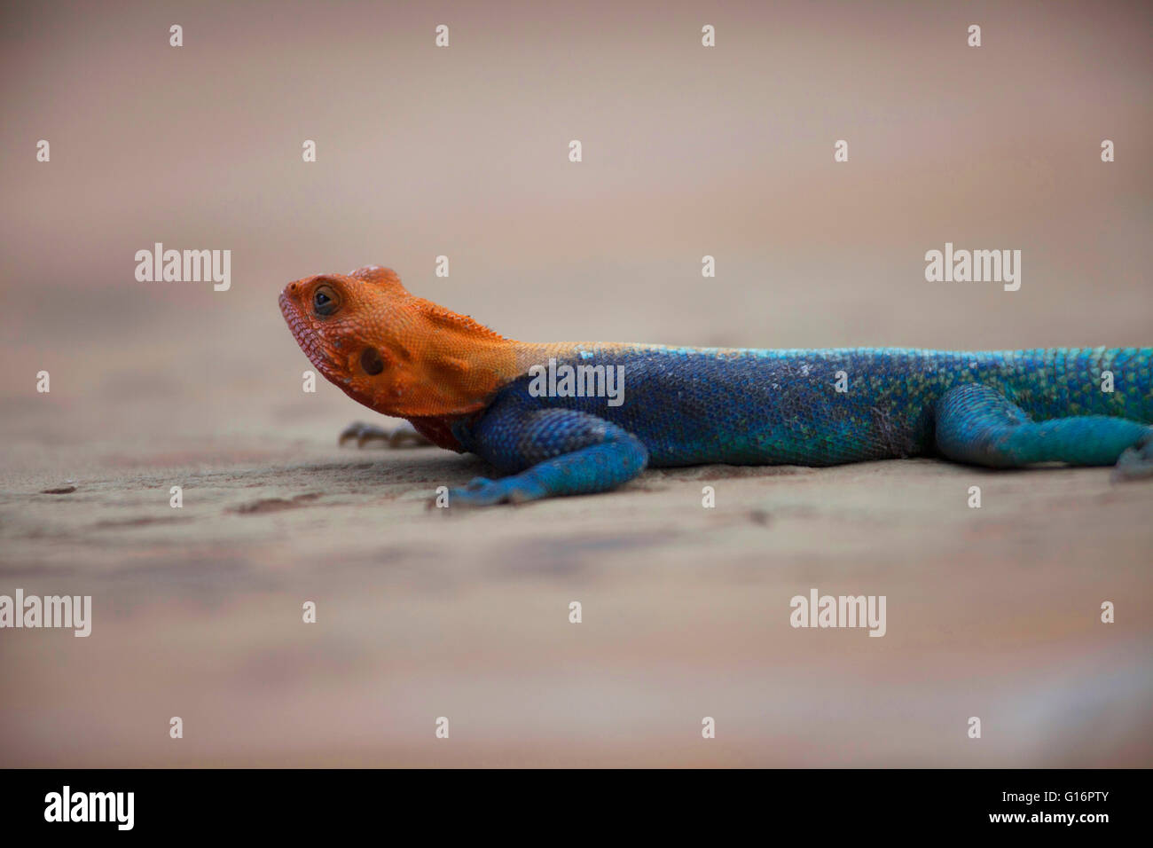 Blue headed agama lizard hi-res stock photography and images - Alamy