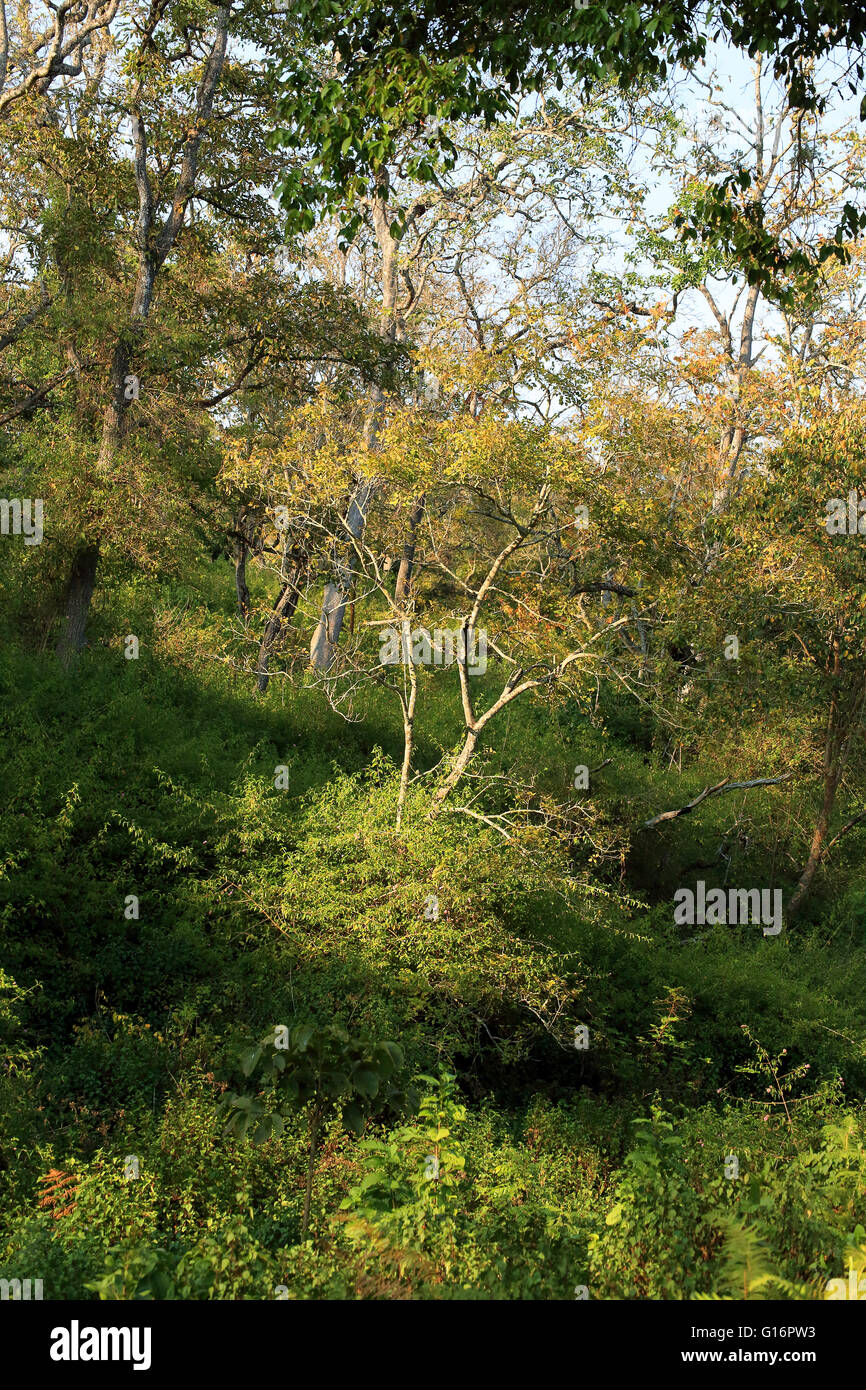 K Gudi Wilderness Camp, B R Hills, Karnataka, India Stock Photo - Alamy