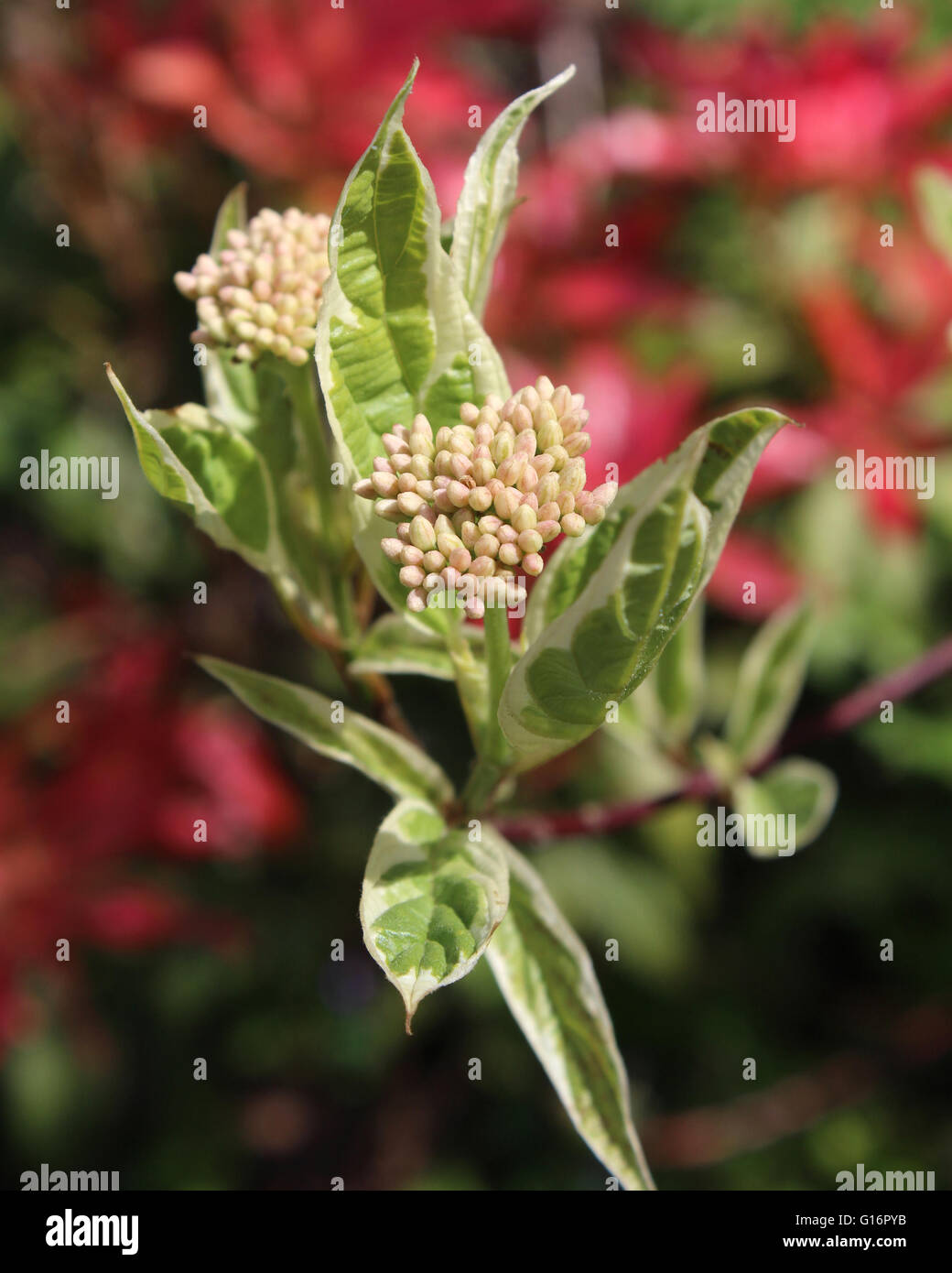 The pretty flower buds and variegated leaves of Cornus alba ...
