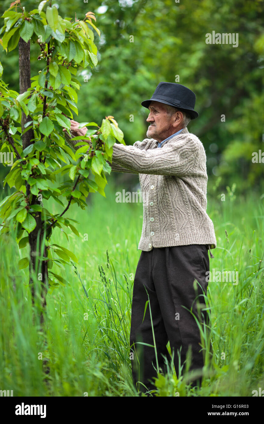 Old man farmer in his orchard of cherry trees Stock Photo - Alamy