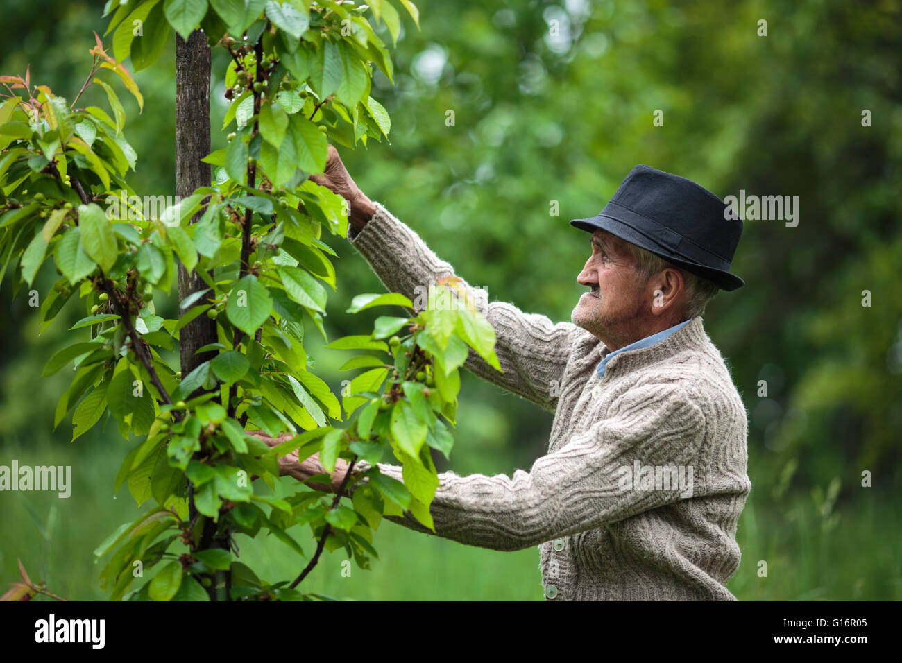 Old man farmer in his orchard of cherry trees Stock Photo - Alamy