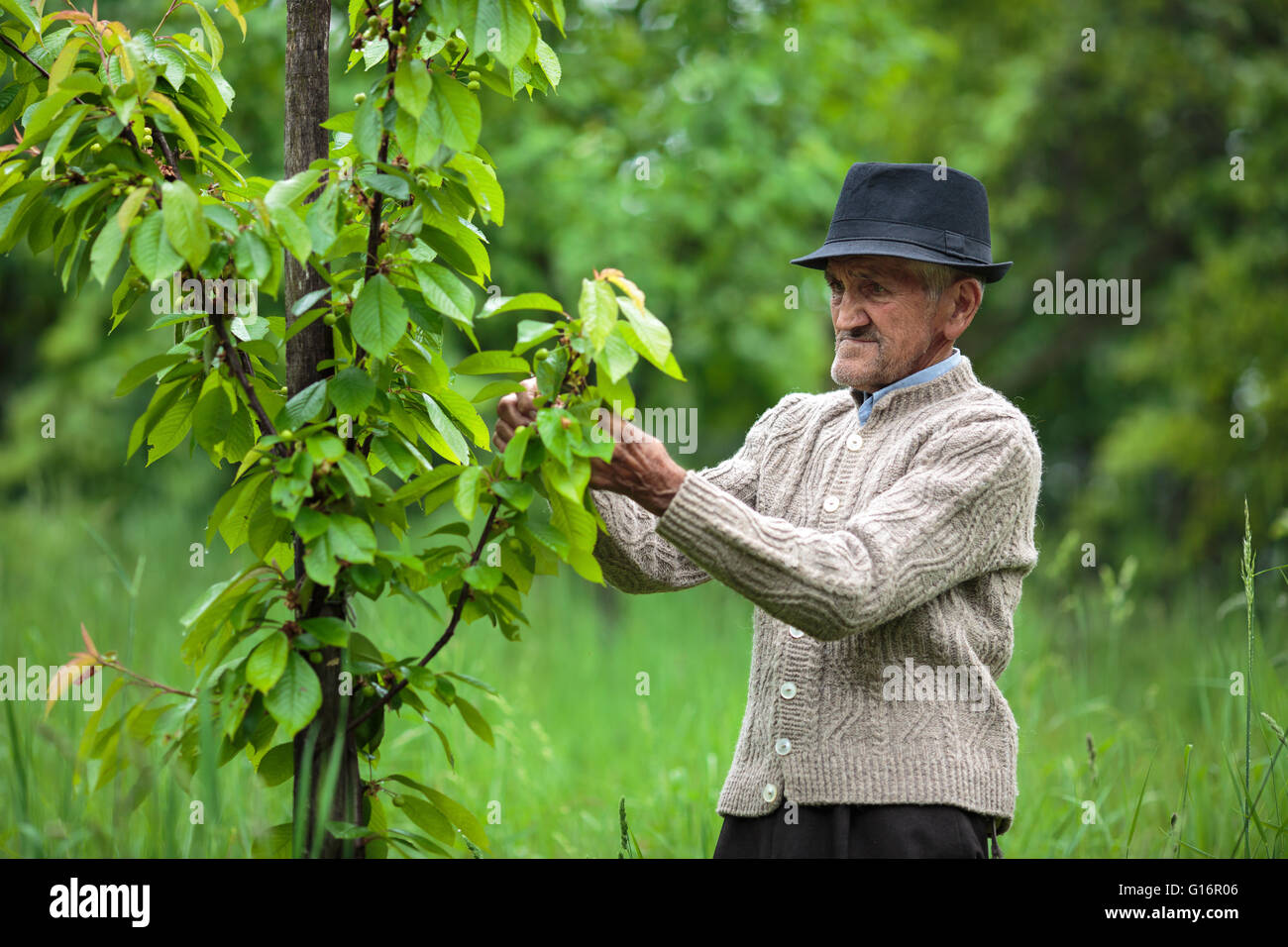Old man farmer in his orchard of cherry trees Stock Photo - Alamy
