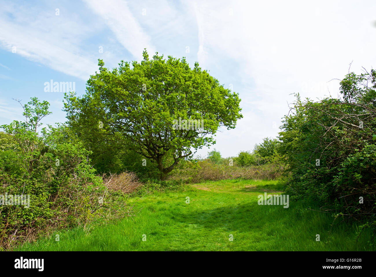 Path through Fingringhoe Wick, an Essex Wildlife Trust nature reserve ...