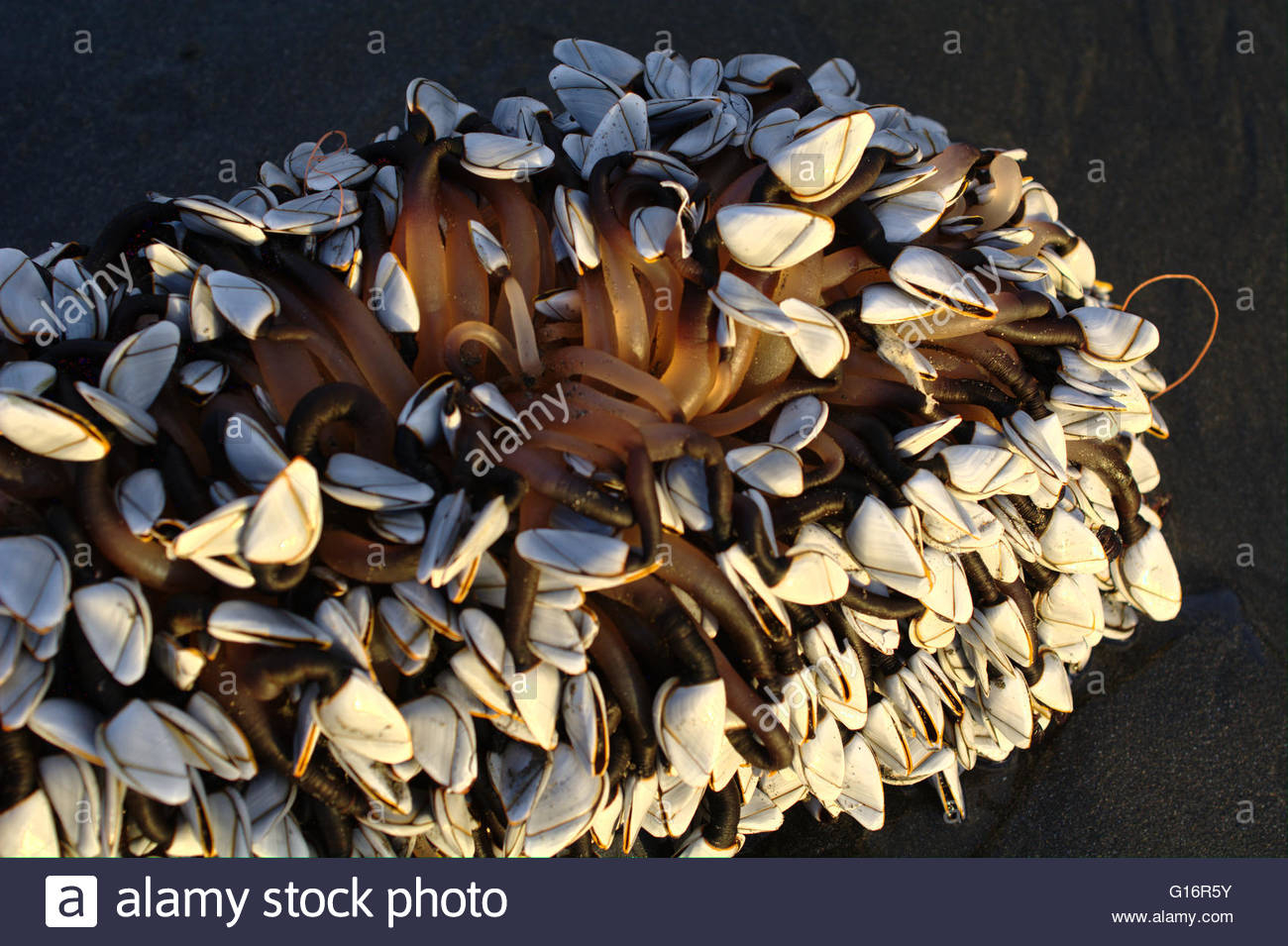 Goose Barnacles Stock Photos & Goose Barnacles Stock Images - Alamy