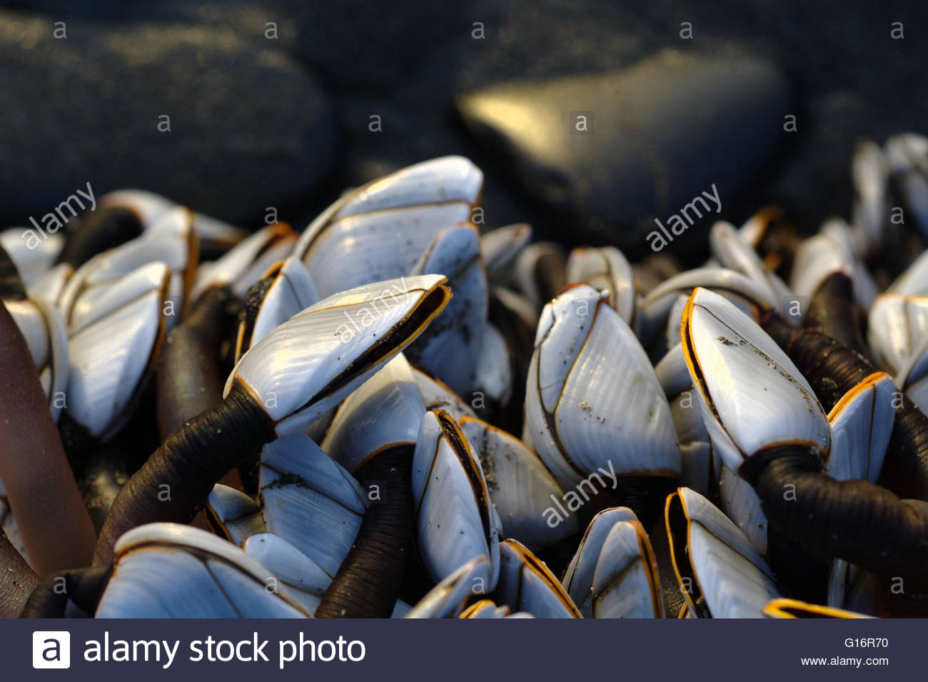 Goose Barnacles Stock Photos & Goose Barnacles Stock Images - Alamy