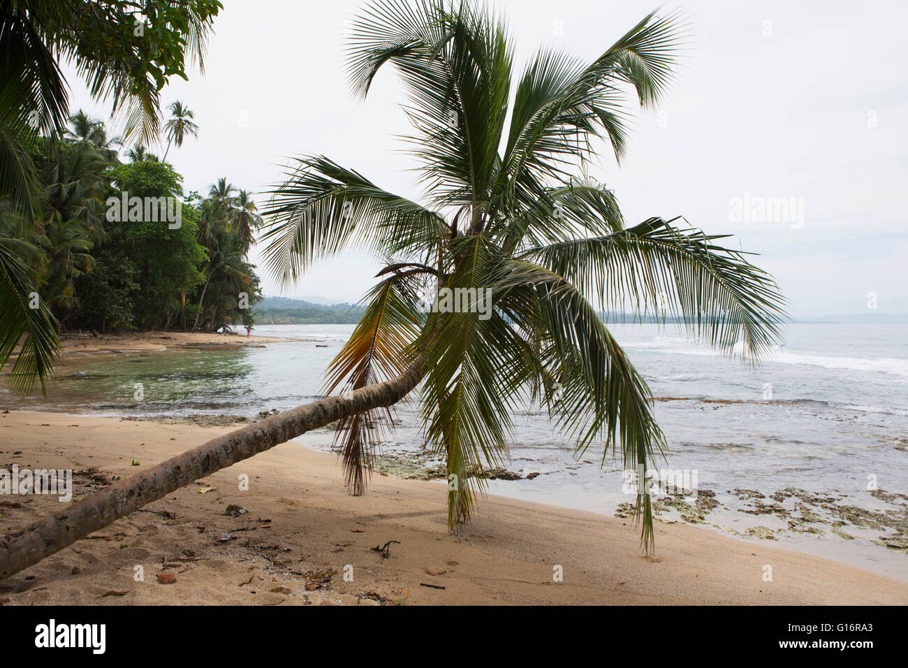 A palm tree leans over Manzanillo Beach in Costa Rica Stock Photo - Alamy