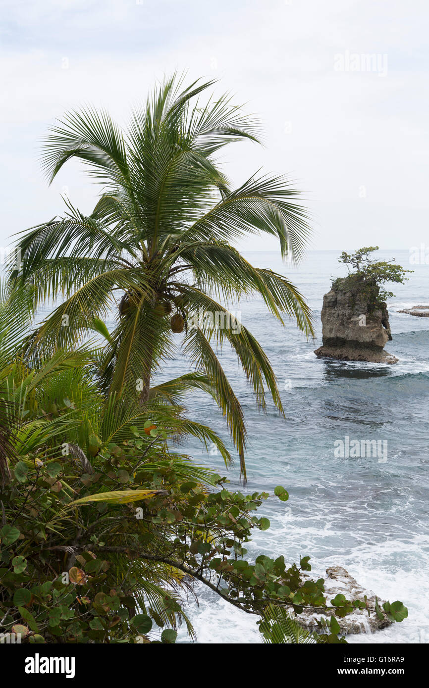 A coconut palm grows by Manzanillo Beach in Costa Rica Stock Photo - Alamy