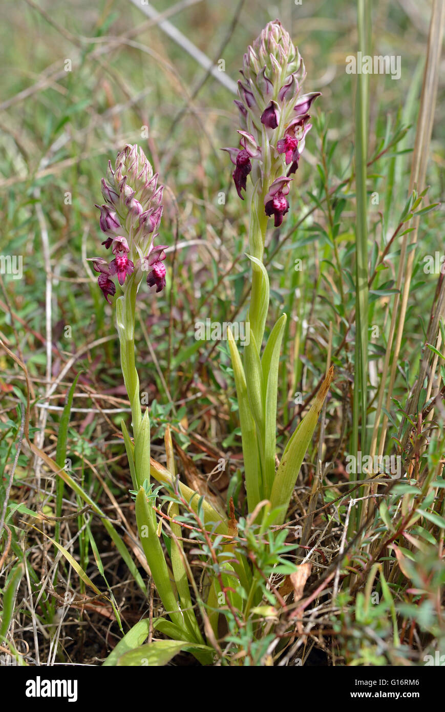 Bug Orchid - Orchis fragrans Two Flower Spikes Stock Photo - Alamy