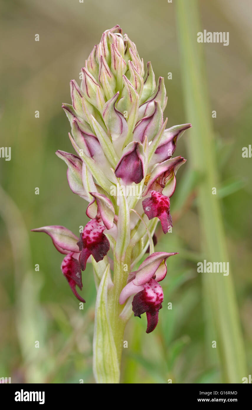 Orchis fragrans hi-res stock photography and images - Alamy
