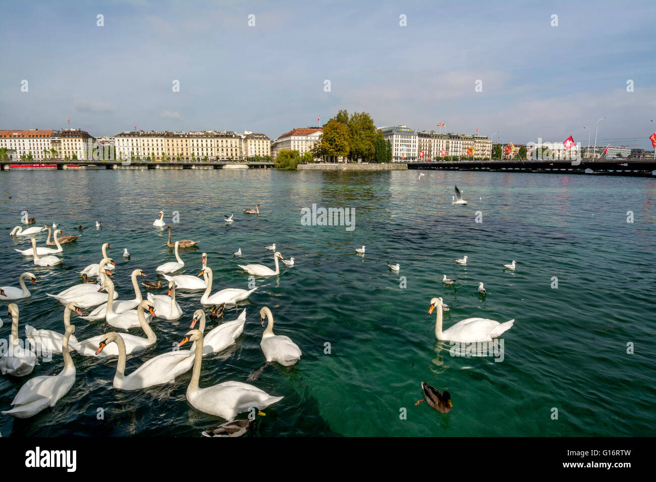 Serenity of swans gliding along the shores of Lake Geneva with elegant ...