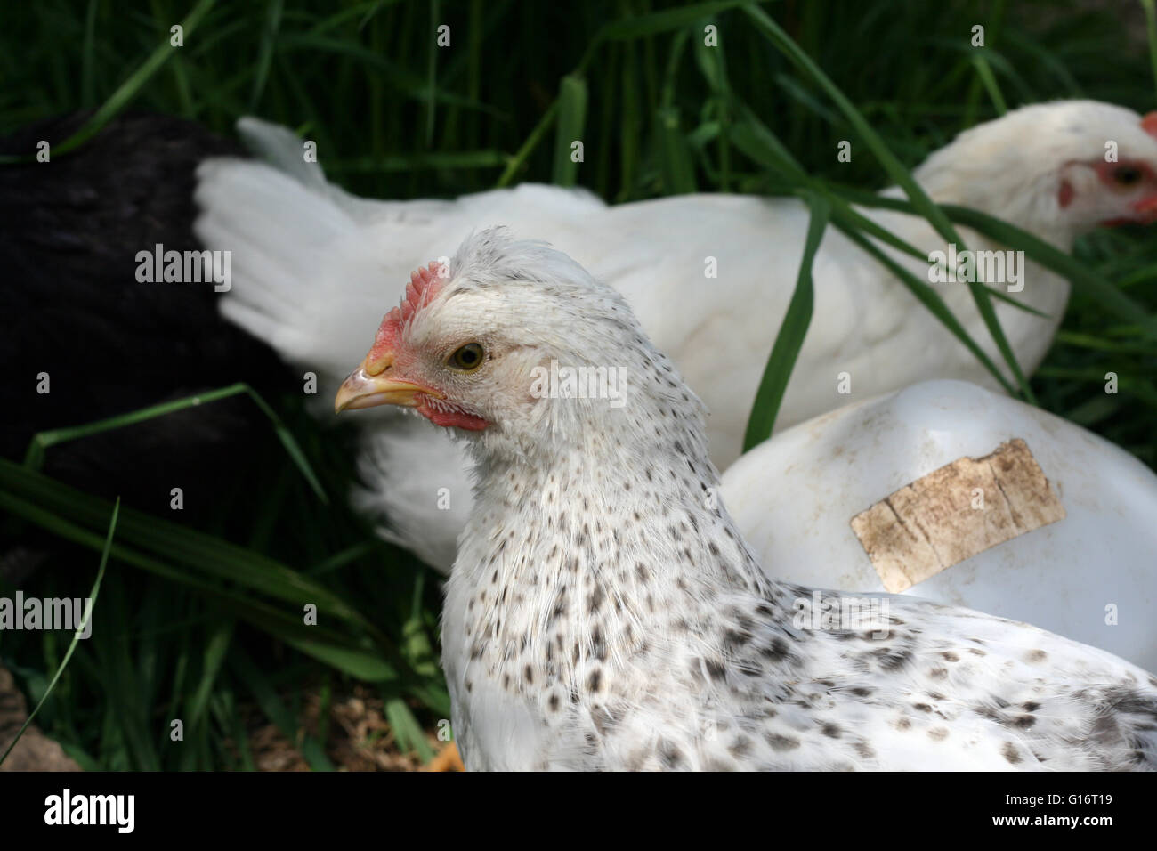 Angry chicken hi-res stock photography and images - Alamy