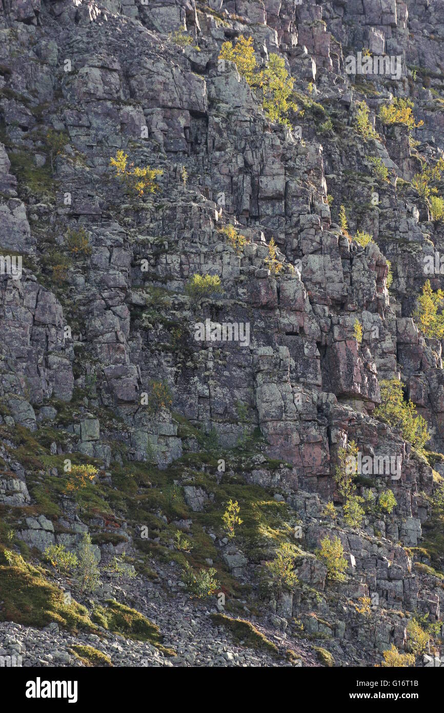 Rock cliff with growing trees Stock Photo - Alamy