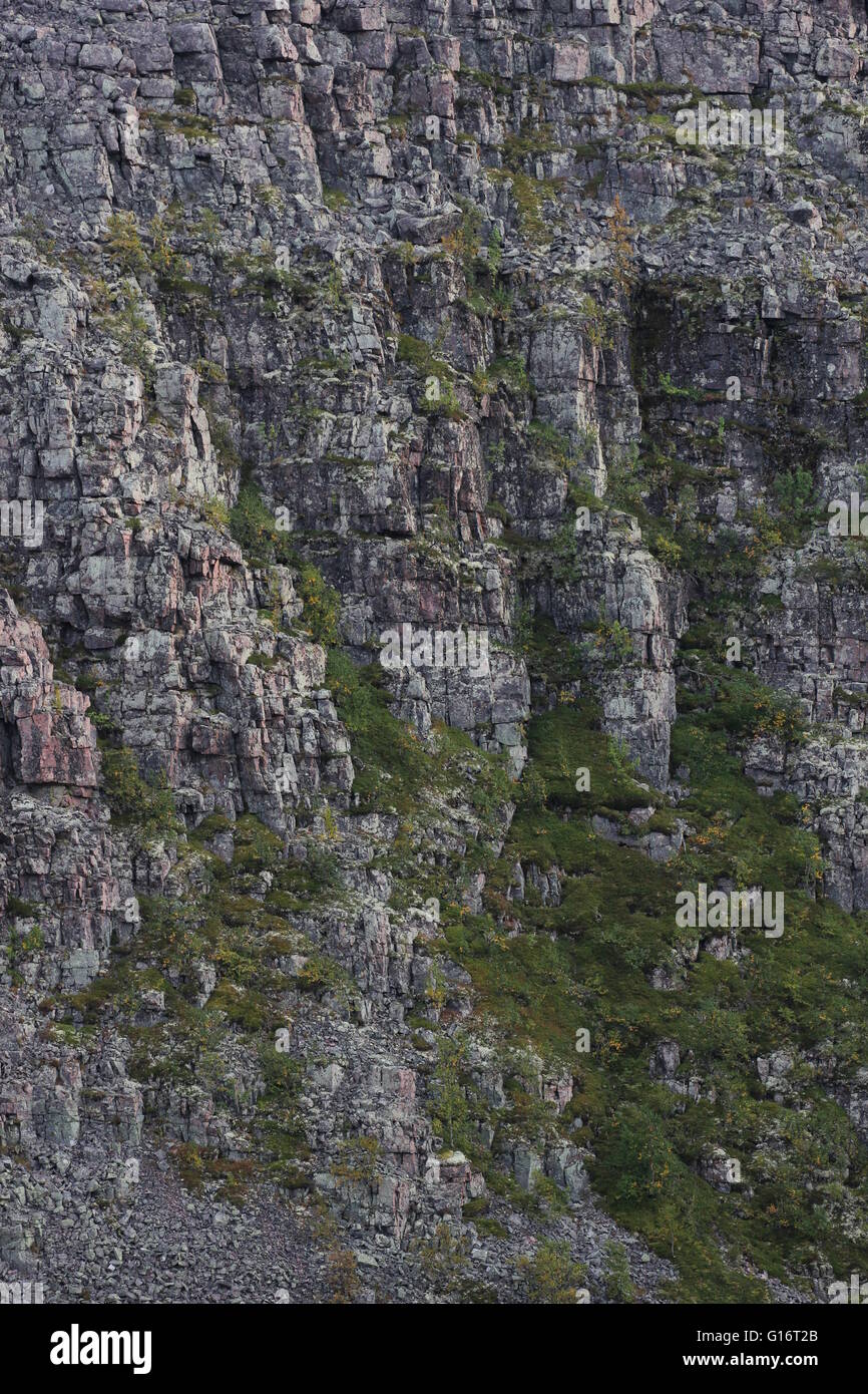 Alpine plants growing in rock hi-res stock photography and images - Alamy