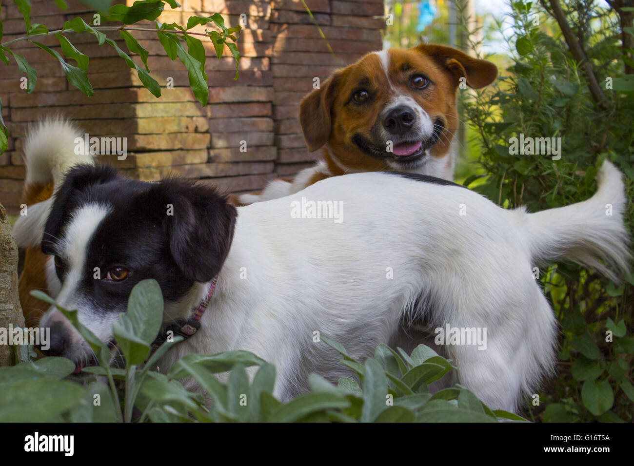 jack doing a malicious laugh Stock Photo - Alamy