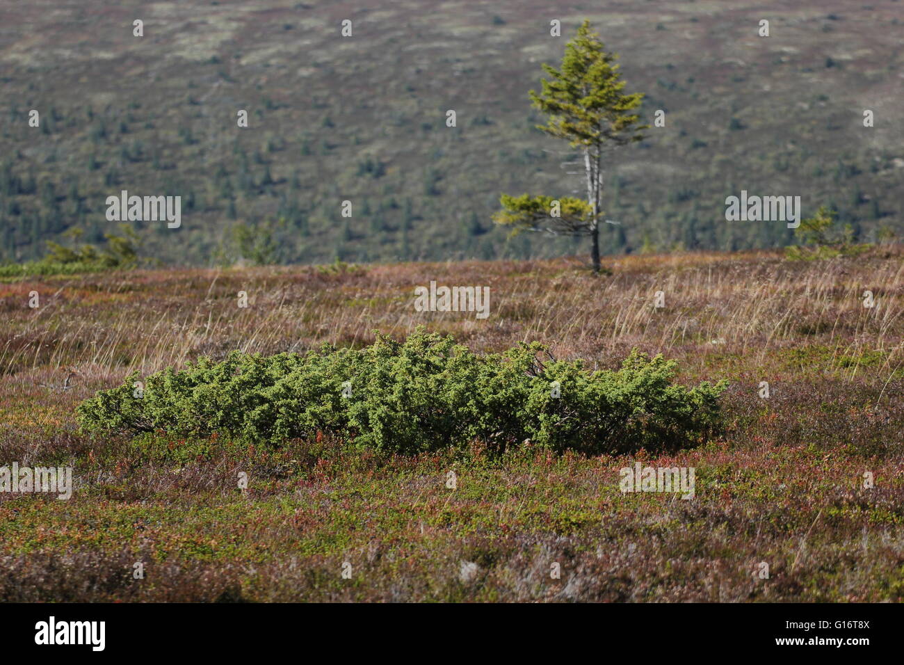Juniper dwarf shrub growing in heathlands on mountain peak in Sweden ...
