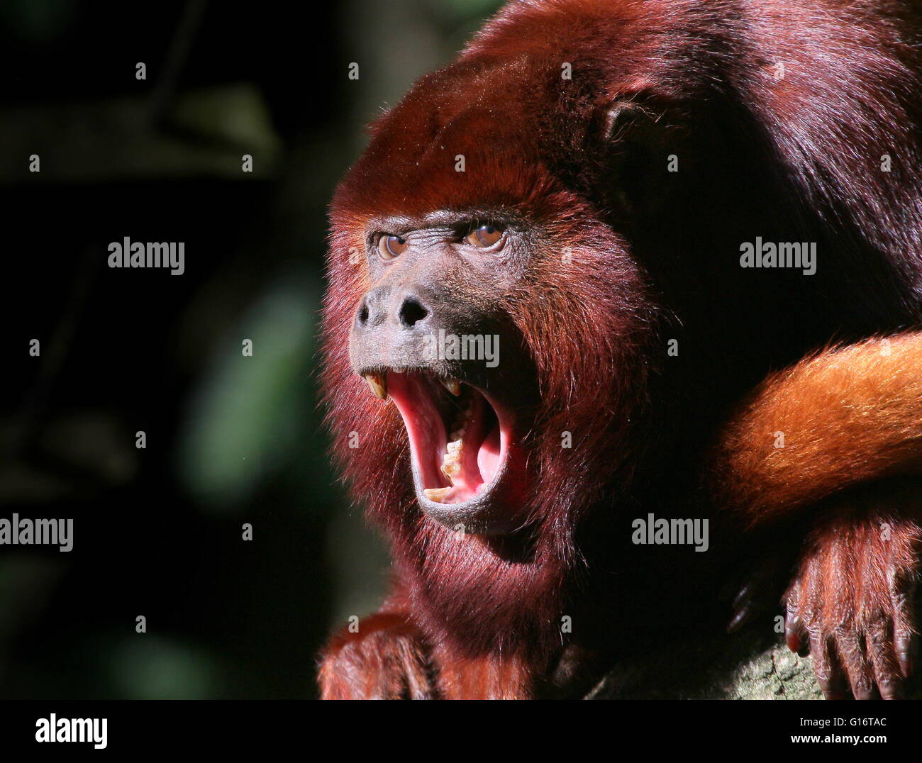 Mature alpha male Venezuelan red howler monkey (Alouatta seniculus ...