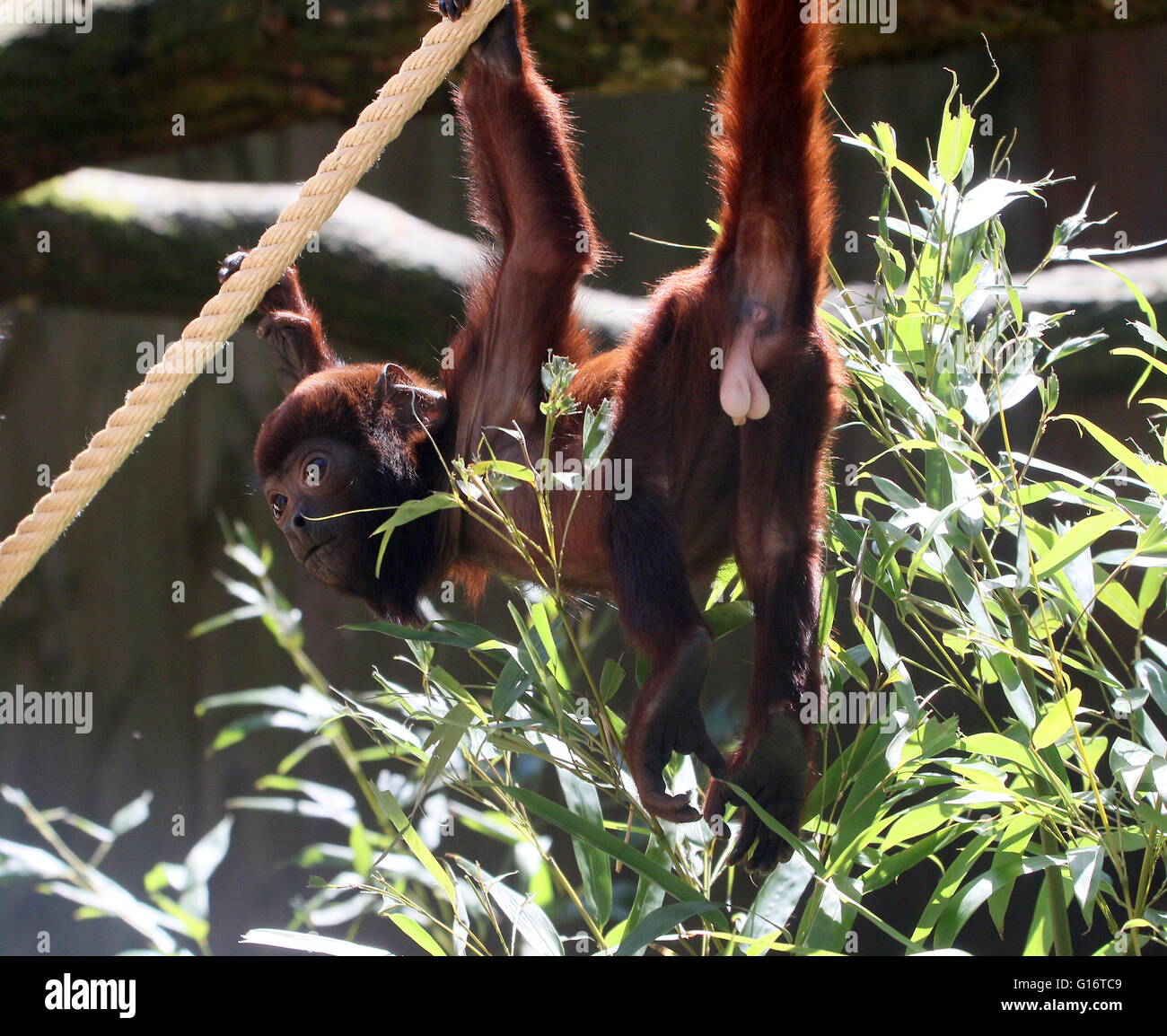 Young male Venezuelan red howler monkey (Alouatta seniculus) suspended ...