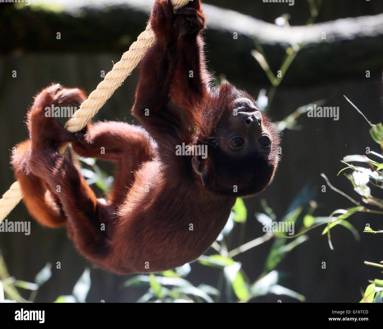Monkey Hanging From Tail Stock Photos & Monkey Hanging From Tail Stock ...
