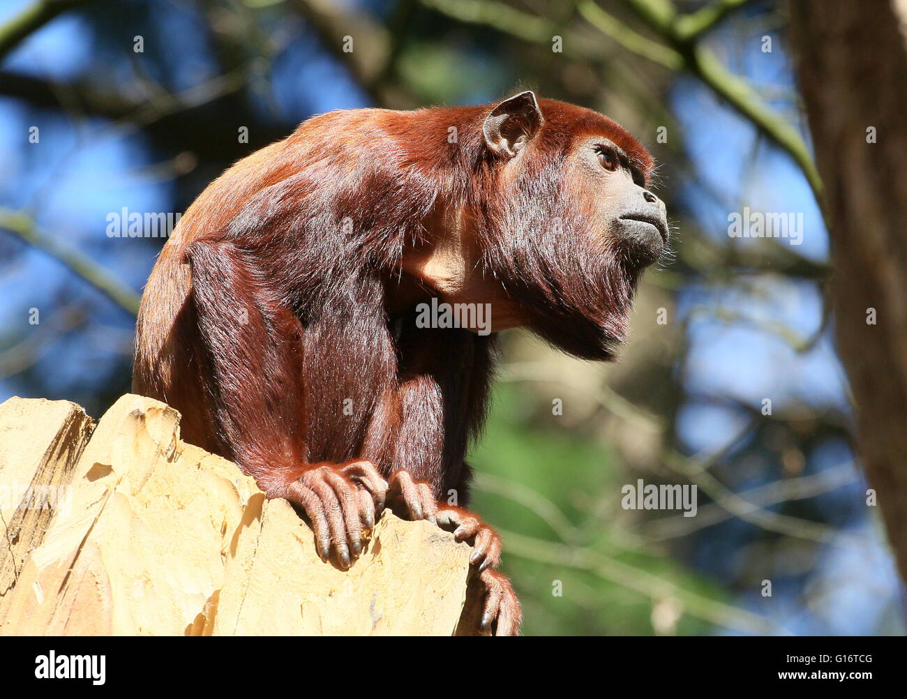 Male Venezuelan red howler monkey (Alouatta seniculus) high up in a ...