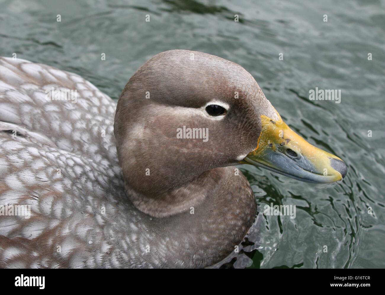 Flying steamer duck hi-res stock photography and images - Alamy