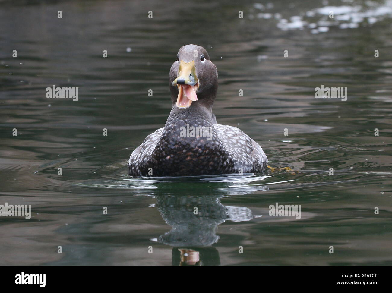 Flying steamer duck hi-res stock photography and images - Alamy