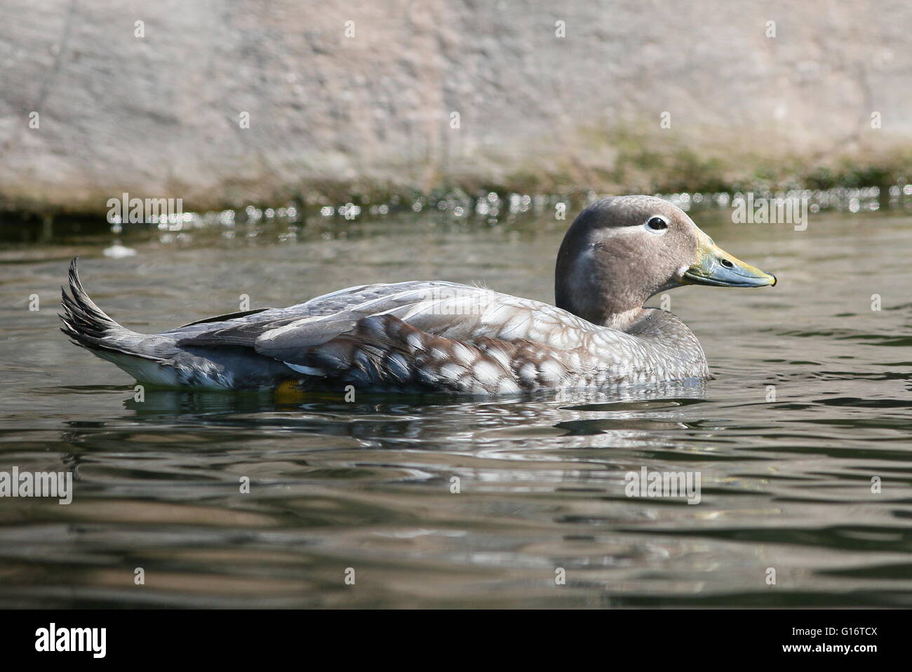 Flying steamer duck hi-res stock photography and images - Alamy