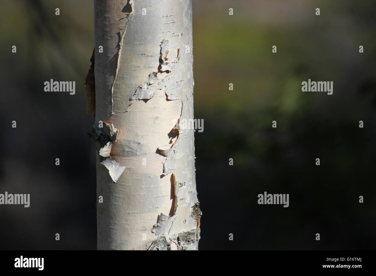 Paper-like bark of a birch (Betula) tree Stock Photo - Alamy