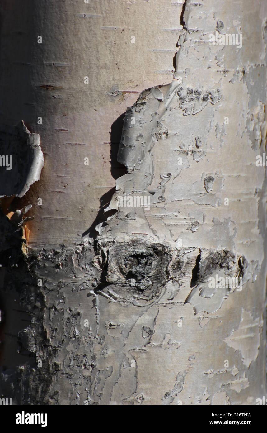 Birch like tree hi-res stock photography and images - Alamy