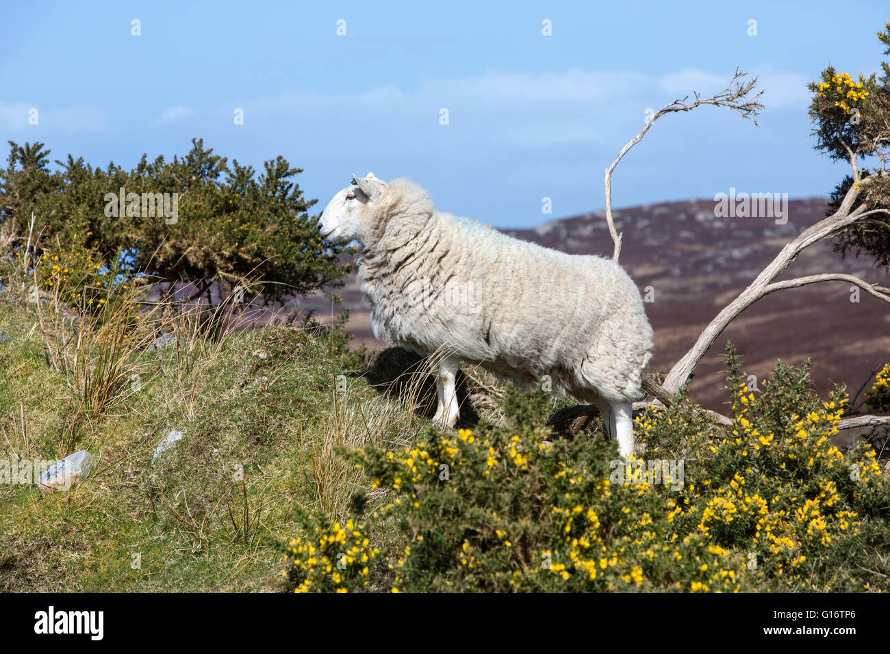 Scottish highland ewe hi-res stock photography and images - Alamy