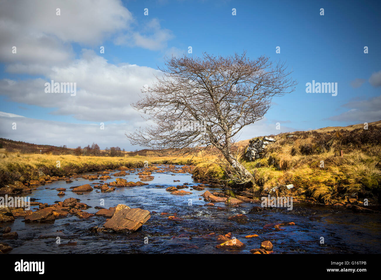 Riverside tree hi-res stock photography and images - Alamy