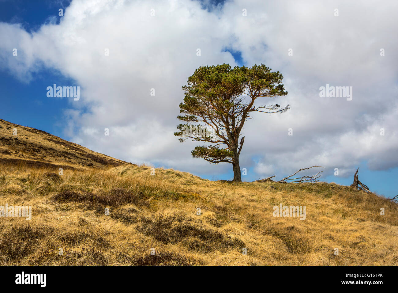 A hillside tree in the Scottish Highlands Stock Photo - Alamy