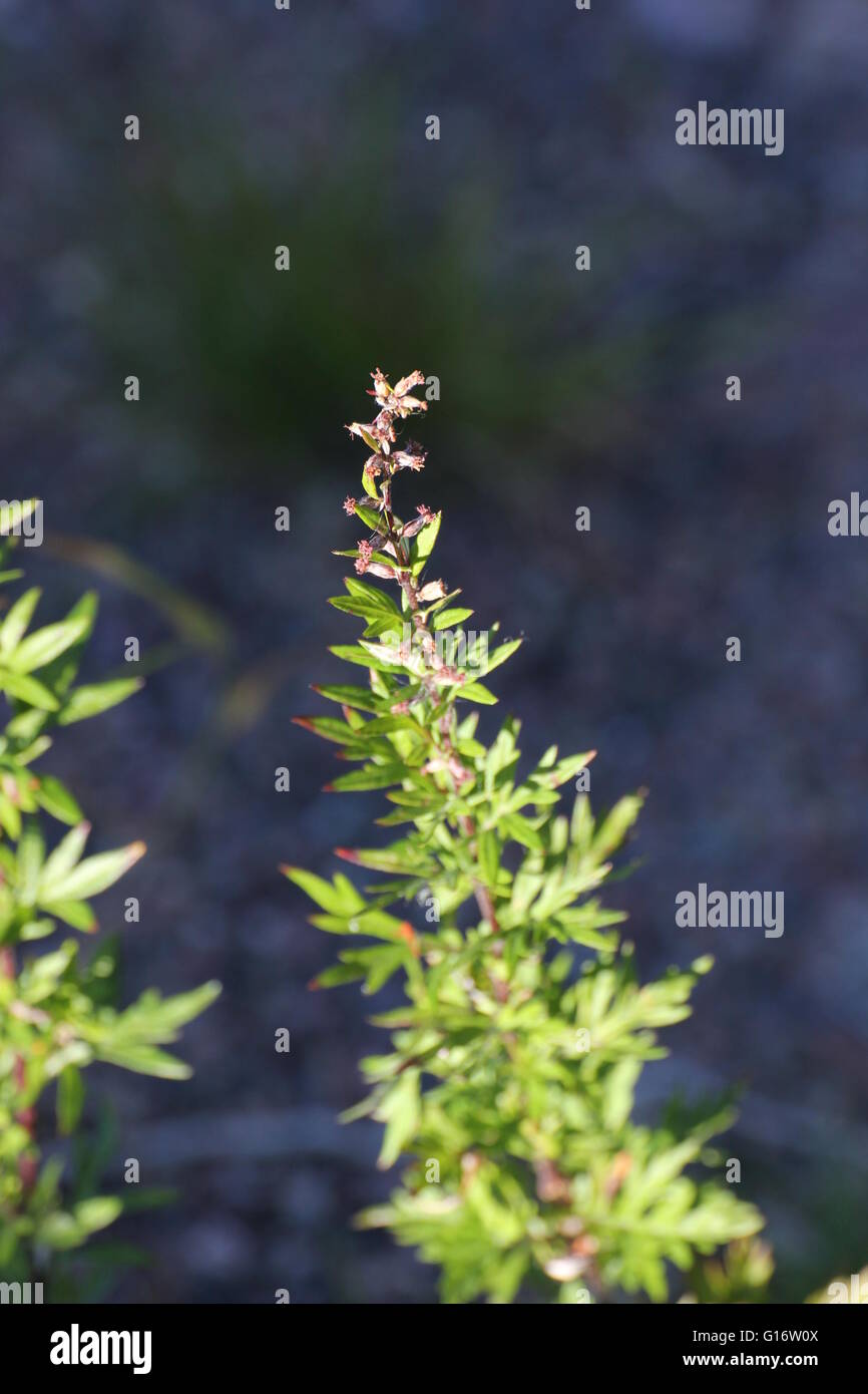 Blossoms of the mugwort (Artemisia vulgaris), a common wild plant used ...